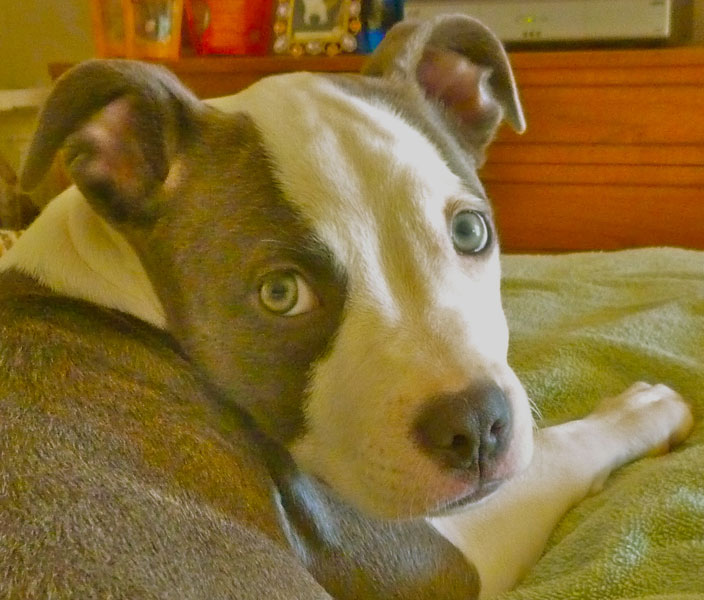 Marina Times - Chapter 3: Velcro puppy