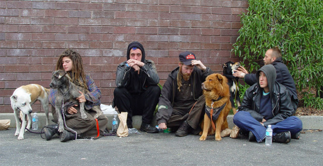 Marina Times - Homeless dogs of Golden Gate Park: A tragedy waiting to ...