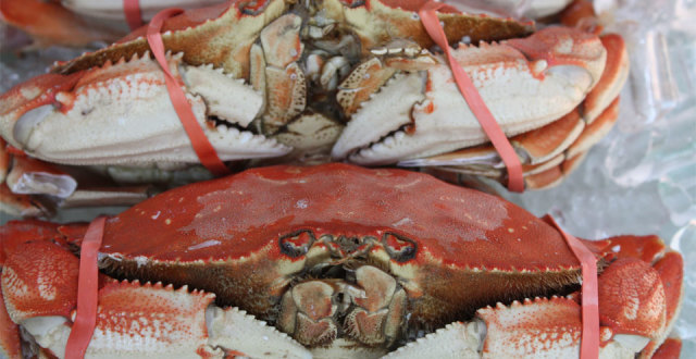 Marina Times - More about crab than you may want to know