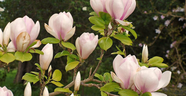 Marina Times - Magnificent Magnolia Tour